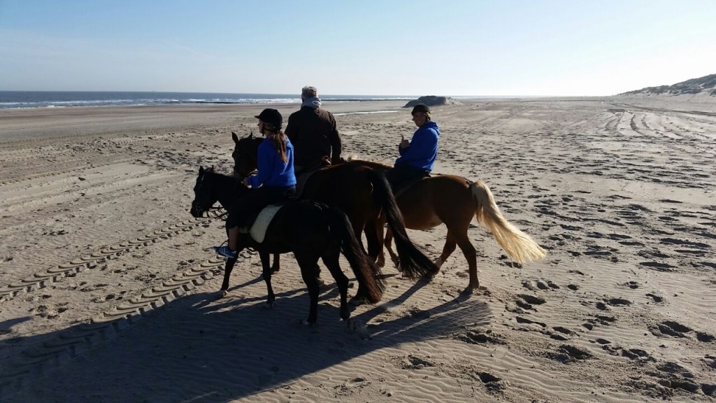 Pferde-Wesser-Erfahrungen – Wesser University Norderney